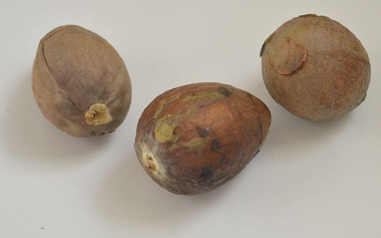 avocado-stones – How to Have Health